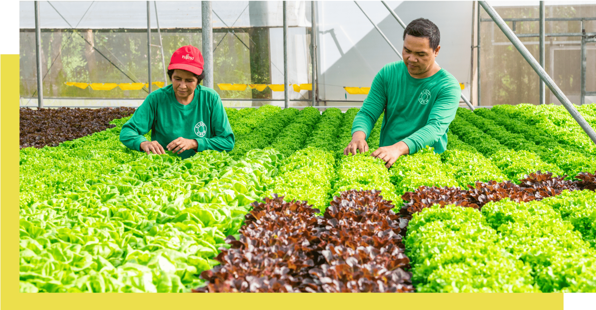 About Dizon Farms - Dizon Farms Delivers