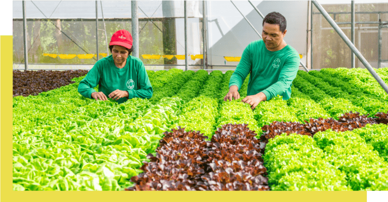 About Dizon Farms - Dizon Farms Delivers
