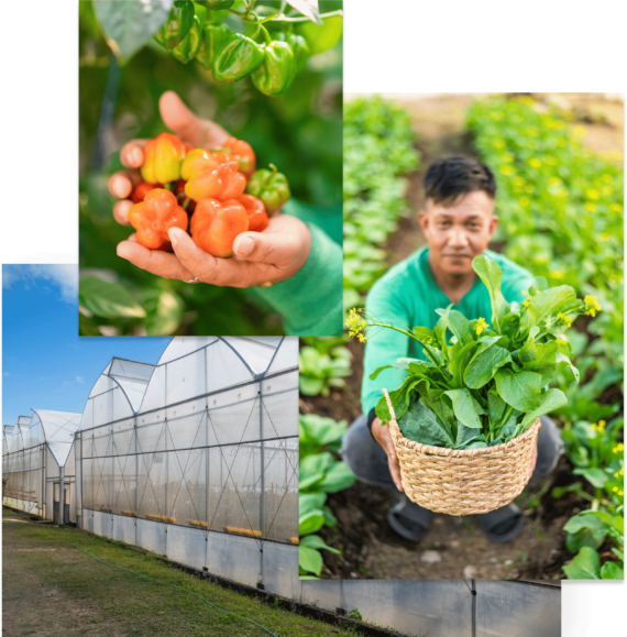 About Dizon Farms - Dizon Farms Delivers