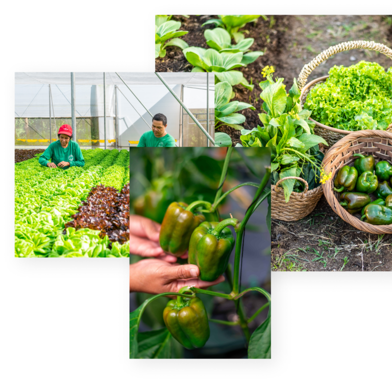 About Dizon Farms - Dizon Farms Delivers