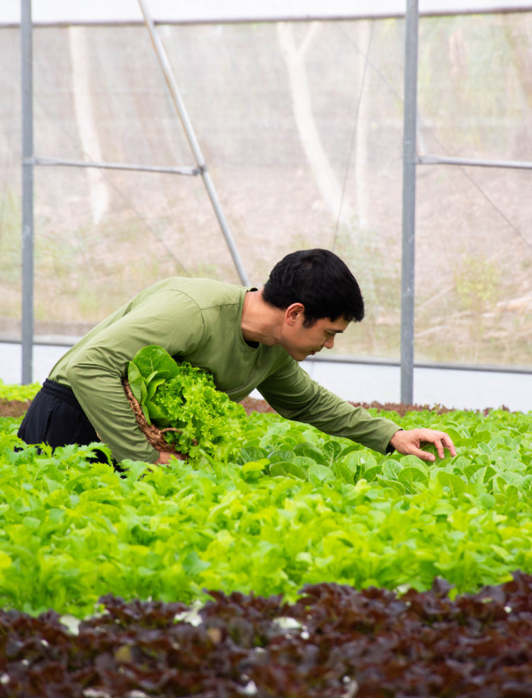 About Dizon Farms - Dizon Farms Delivers