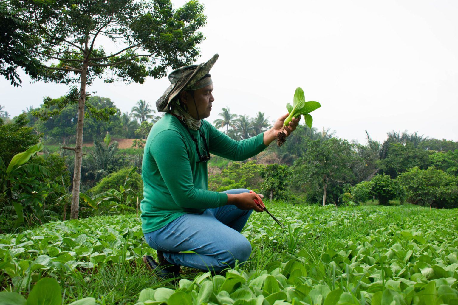 About Dizon Farms - Dizon Farms Delivers
